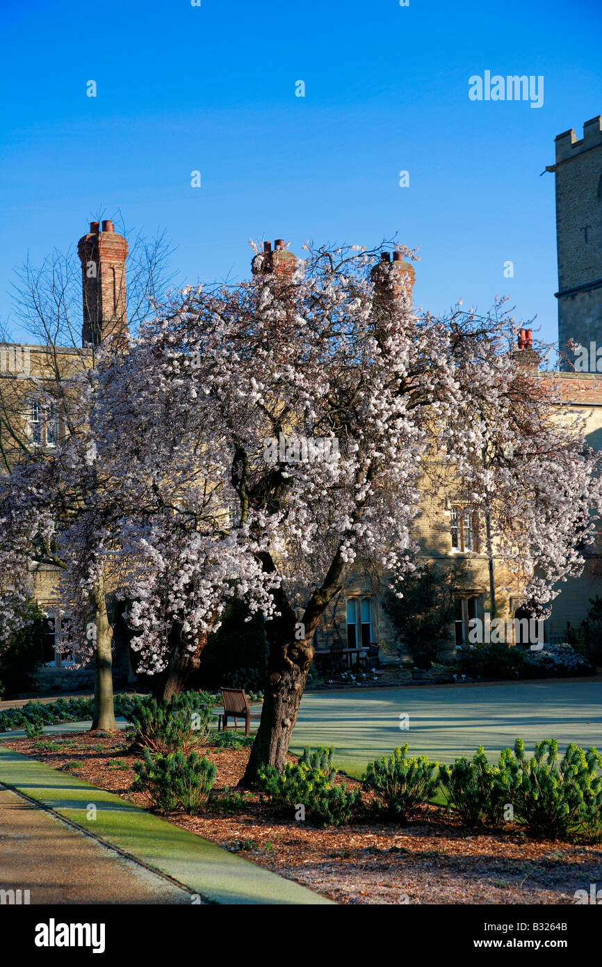Spring Cherry Tree at Jesus College Cloisters University of Cambridge ...