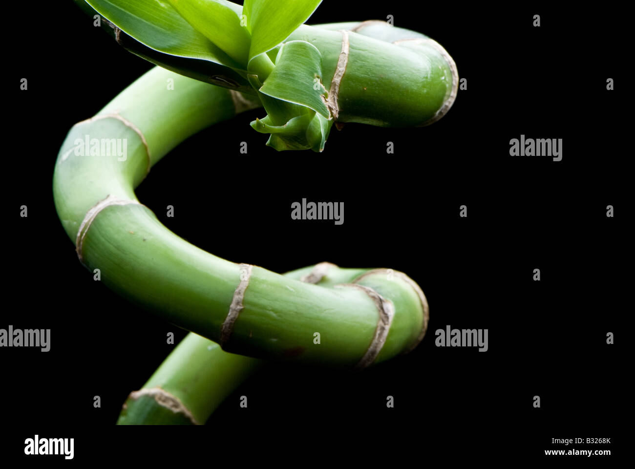 A curved shoot of bamboo on a black background Stock Photo - Alamy