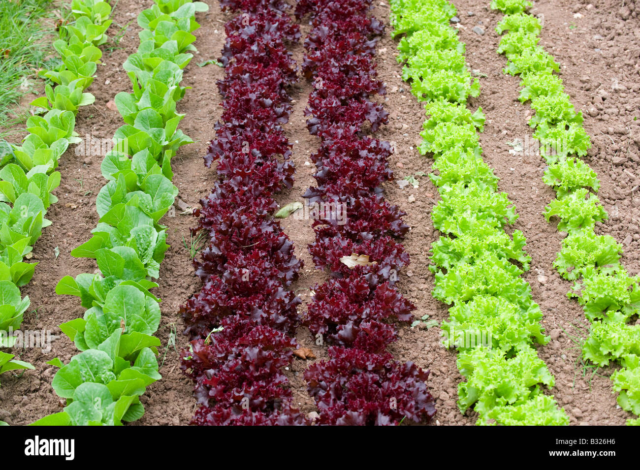 Vegetable garden rows hi-res stock photography and images - Alamy