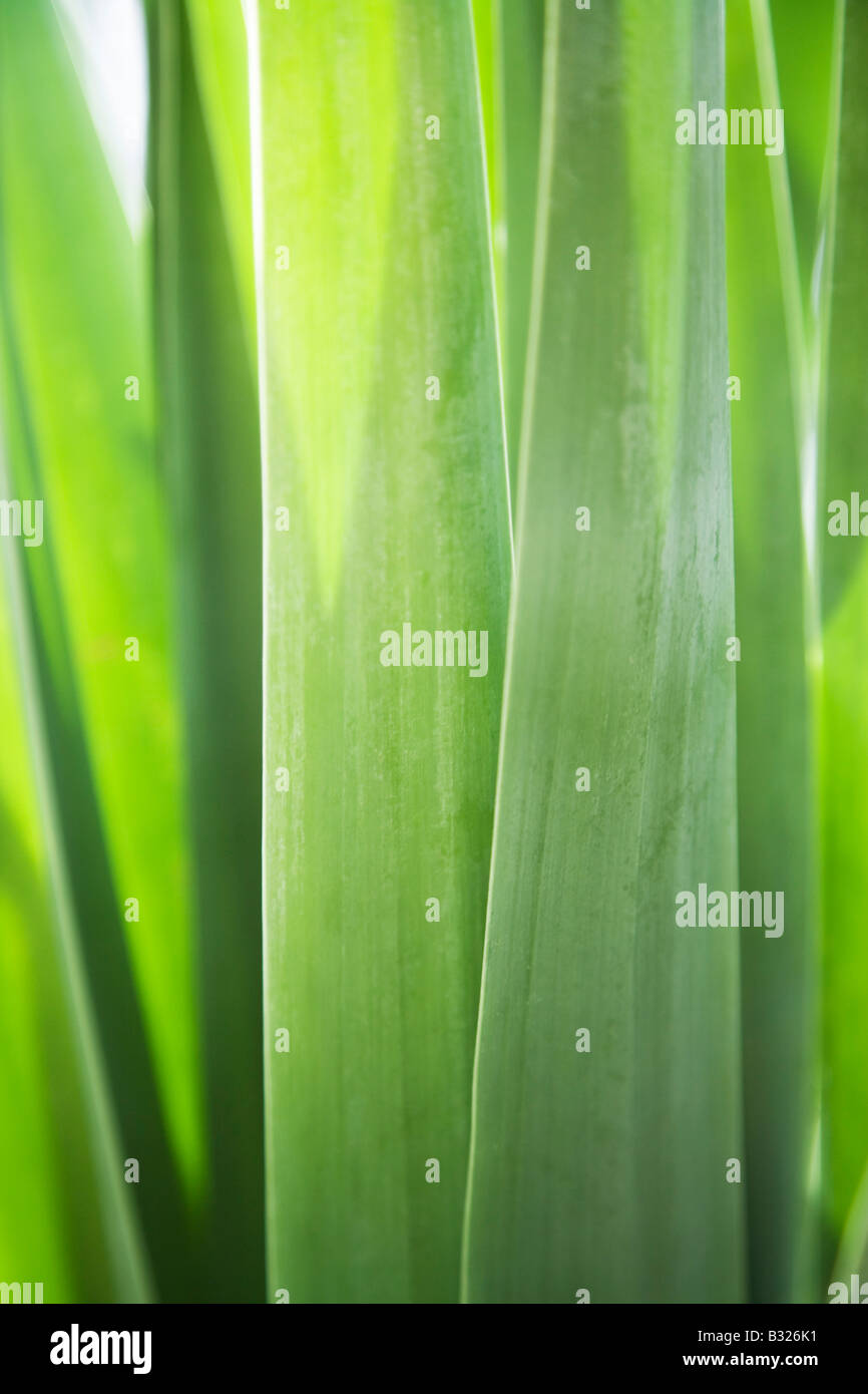 Long Thin Leaf High Resolution Stock Photography and Images - Alamy