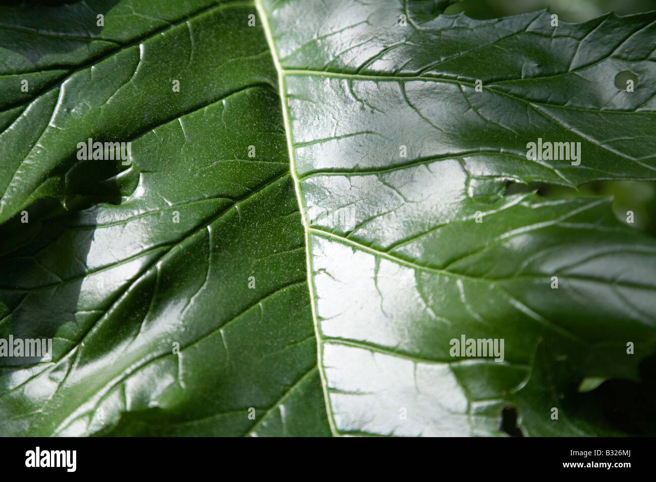 Big shiny green leaf hi-res stock photography and images - Alamy