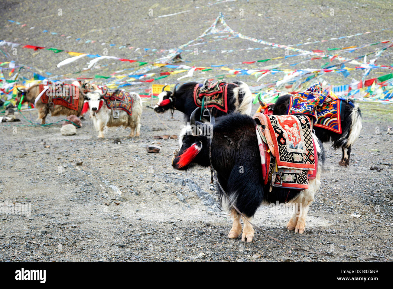 Yak images hi-res stock photography and images - Alamy