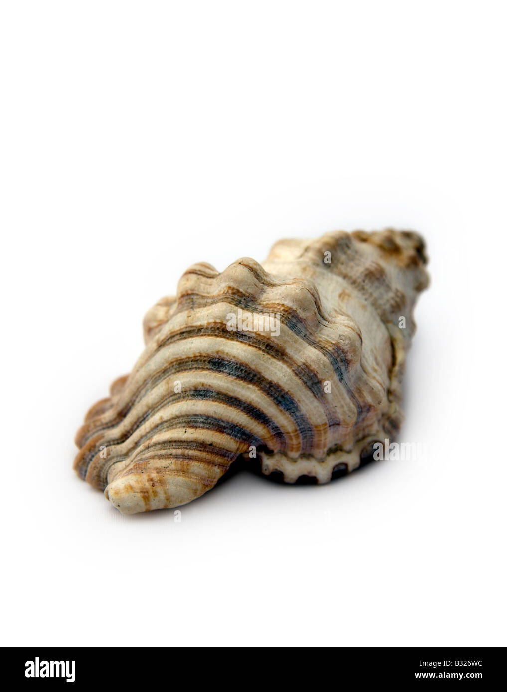 Shell, white background Stock Photo - Alamy