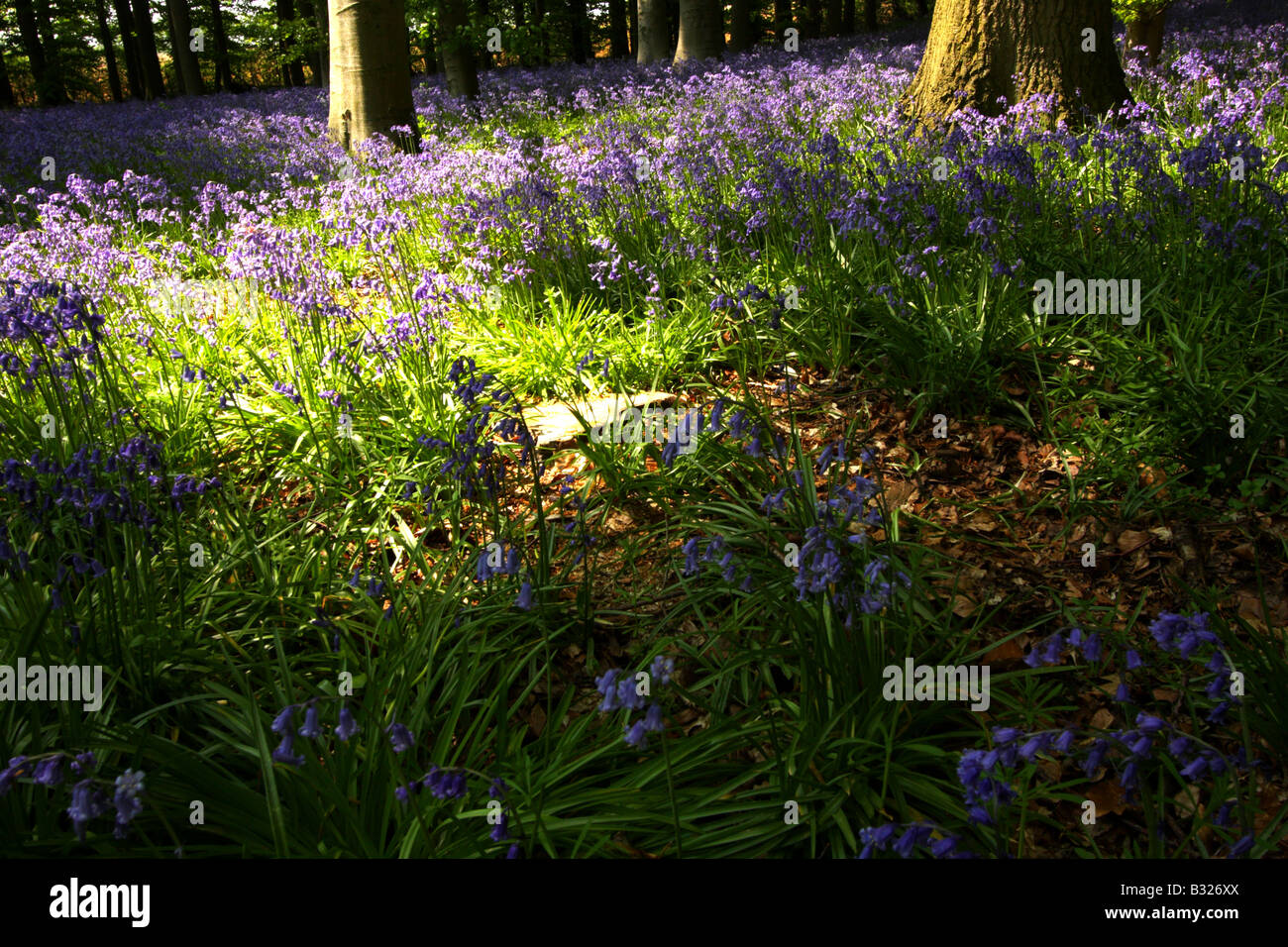 An English blue bell woodland scene Stock Photo - Alamy