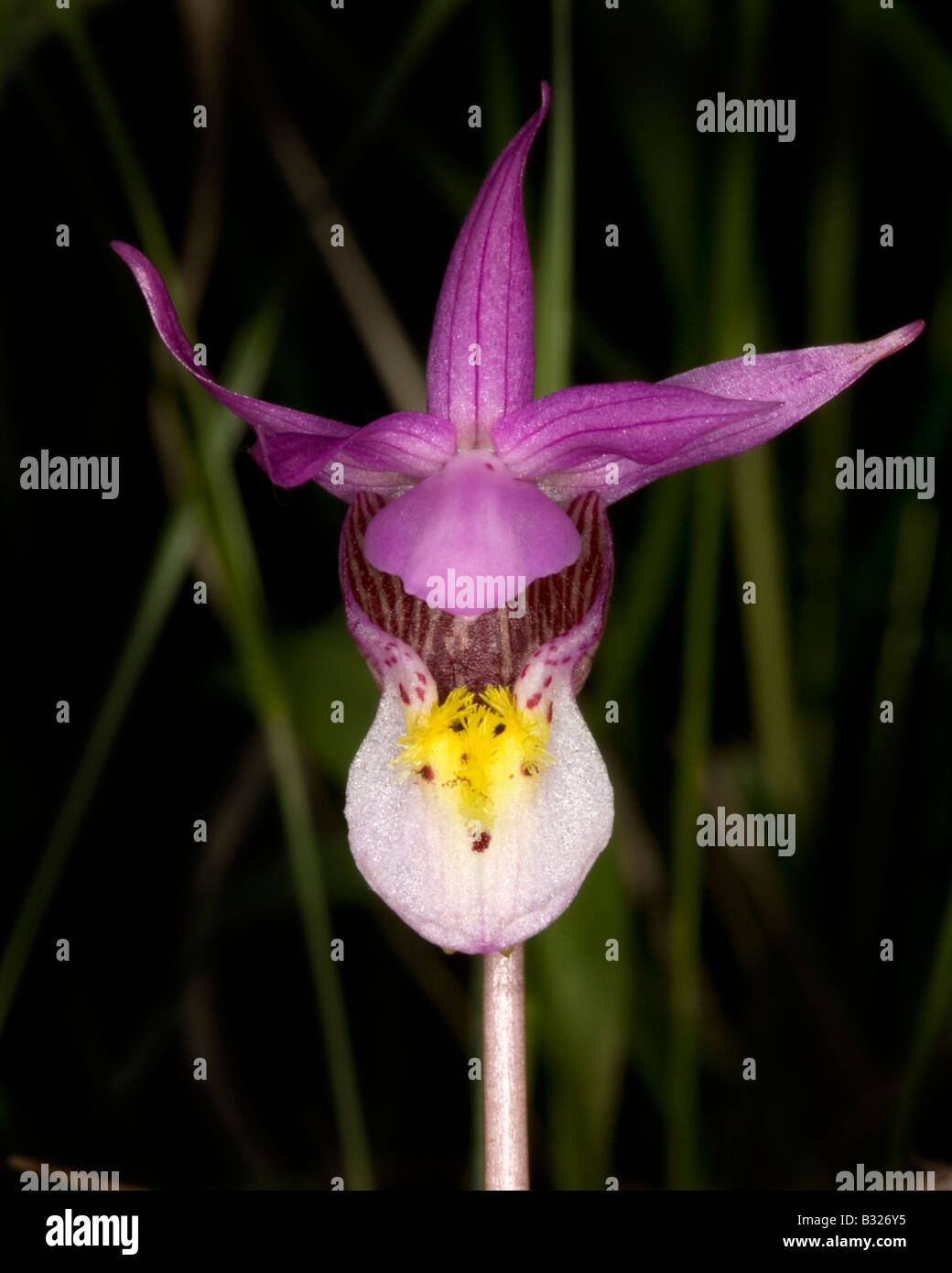 fairyslipper Wildflower (Calypso Bulbosa) grows in the forest shade in ...