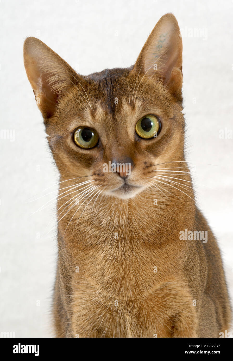 Abyssinian cats hi-res stock photography and images - Alamy