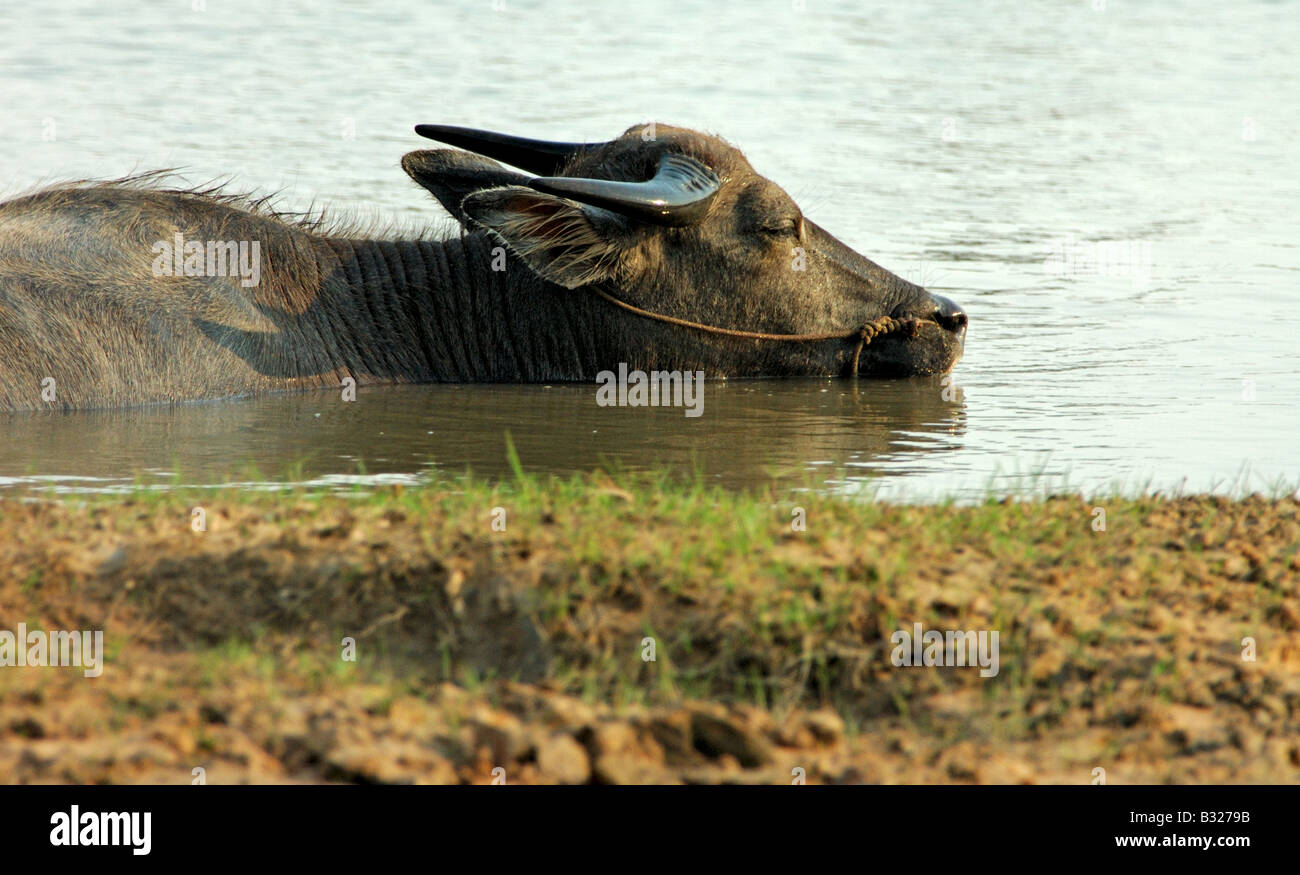Buffalo in water Stock Photo - Alamy
