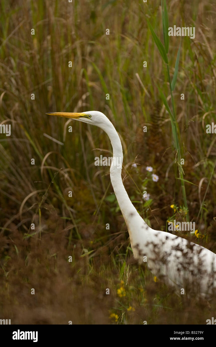 Great Egret Ardea alba hunting Stock Photo - Alamy