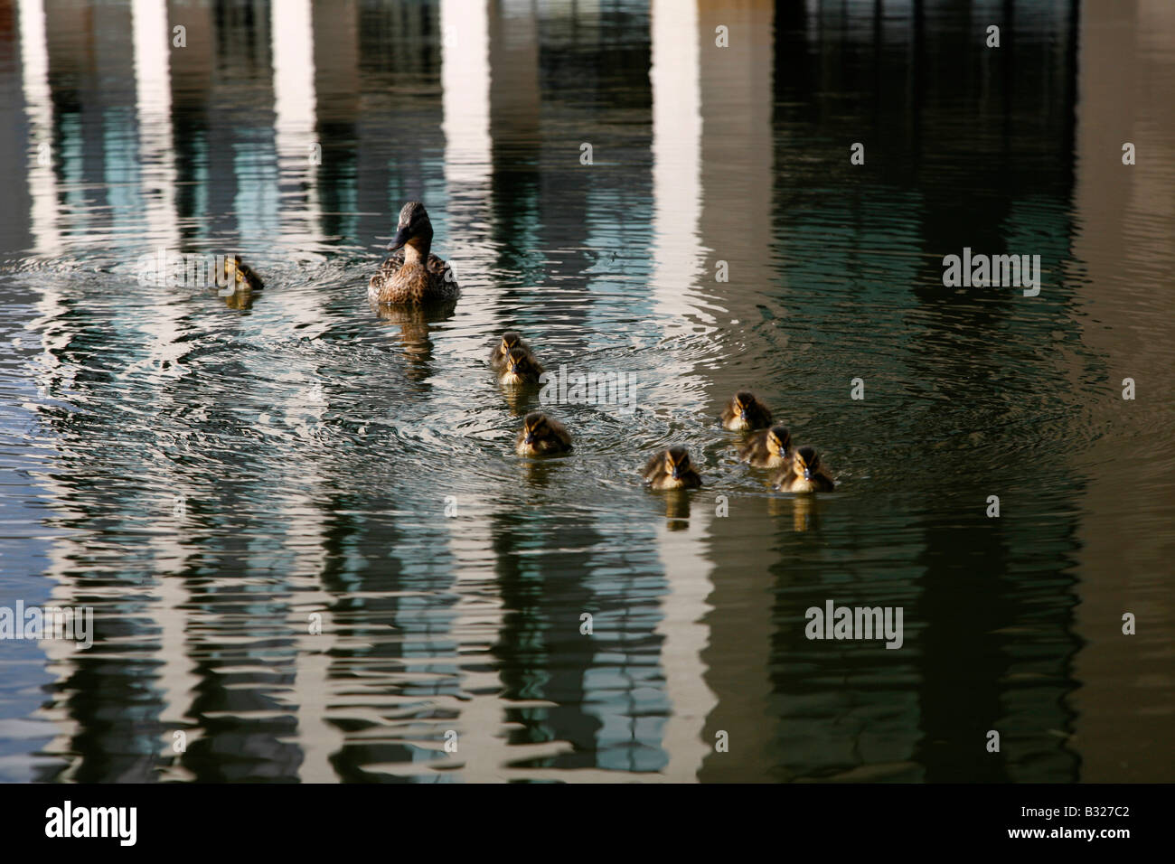 Duck with its nine chicks in Battlebridge Basin on Regents Canal, Kings ...