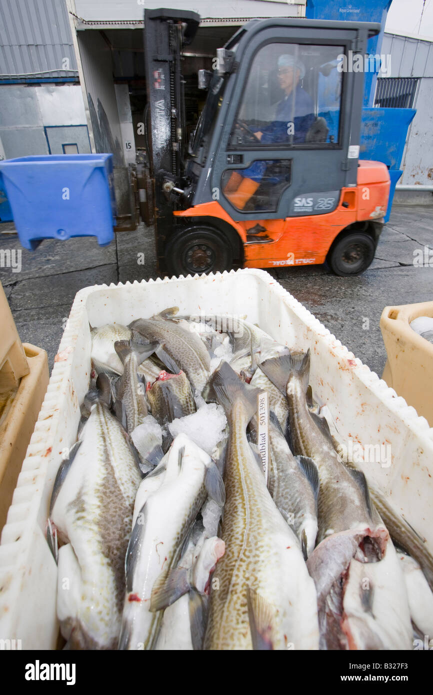 Greenland cod hi-res stock photography and images - Alamy