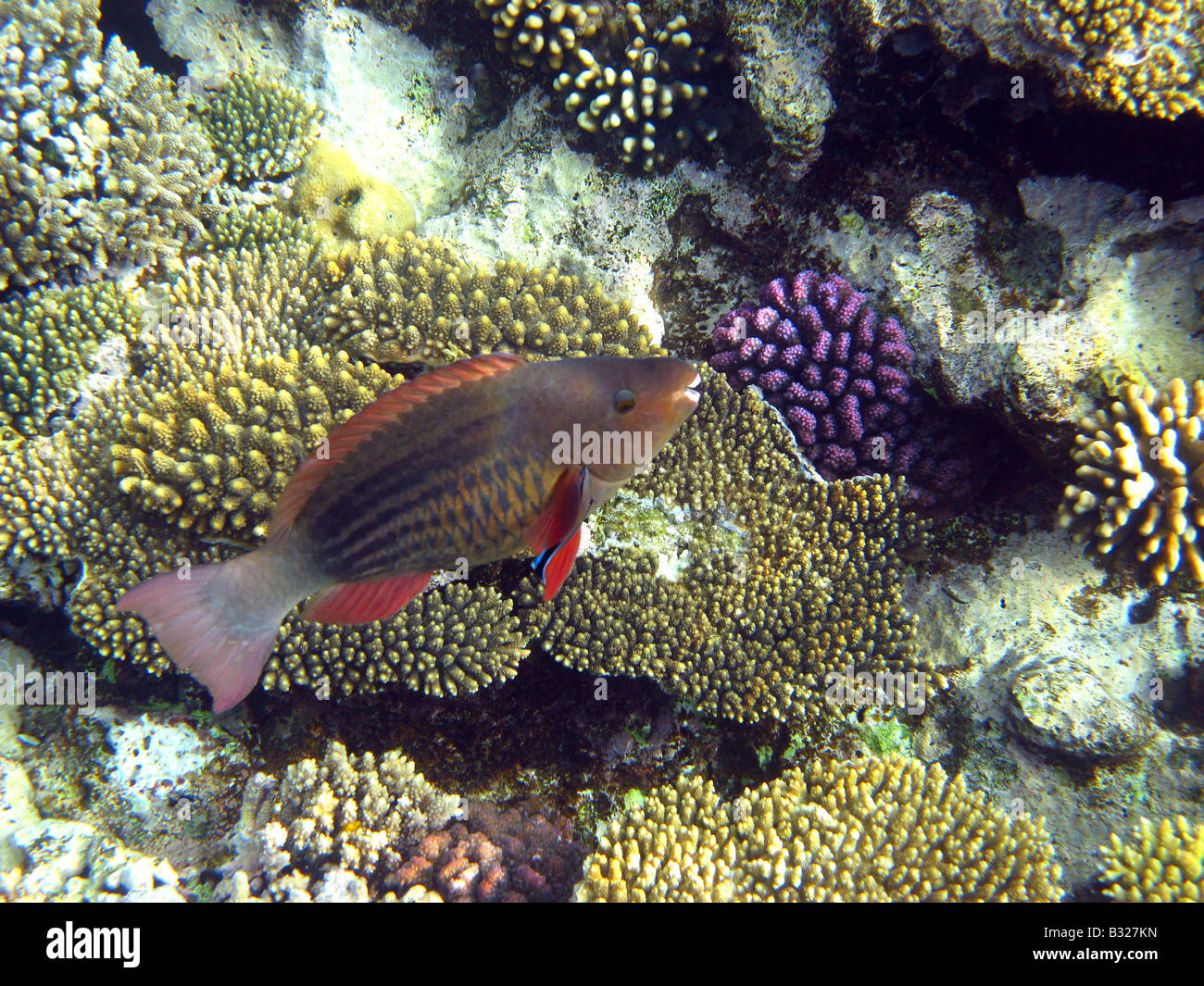 Red sea parrot fish hi-res stock photography and images - Alamy