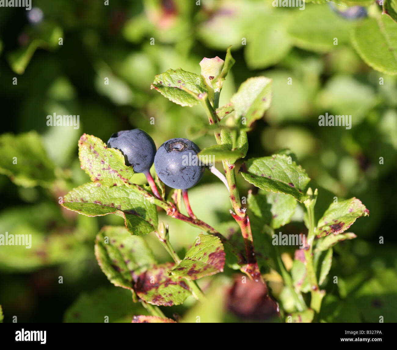 Two ripe Bilberry (Vaccinium myrtillus) berries, England, UK Stock ...