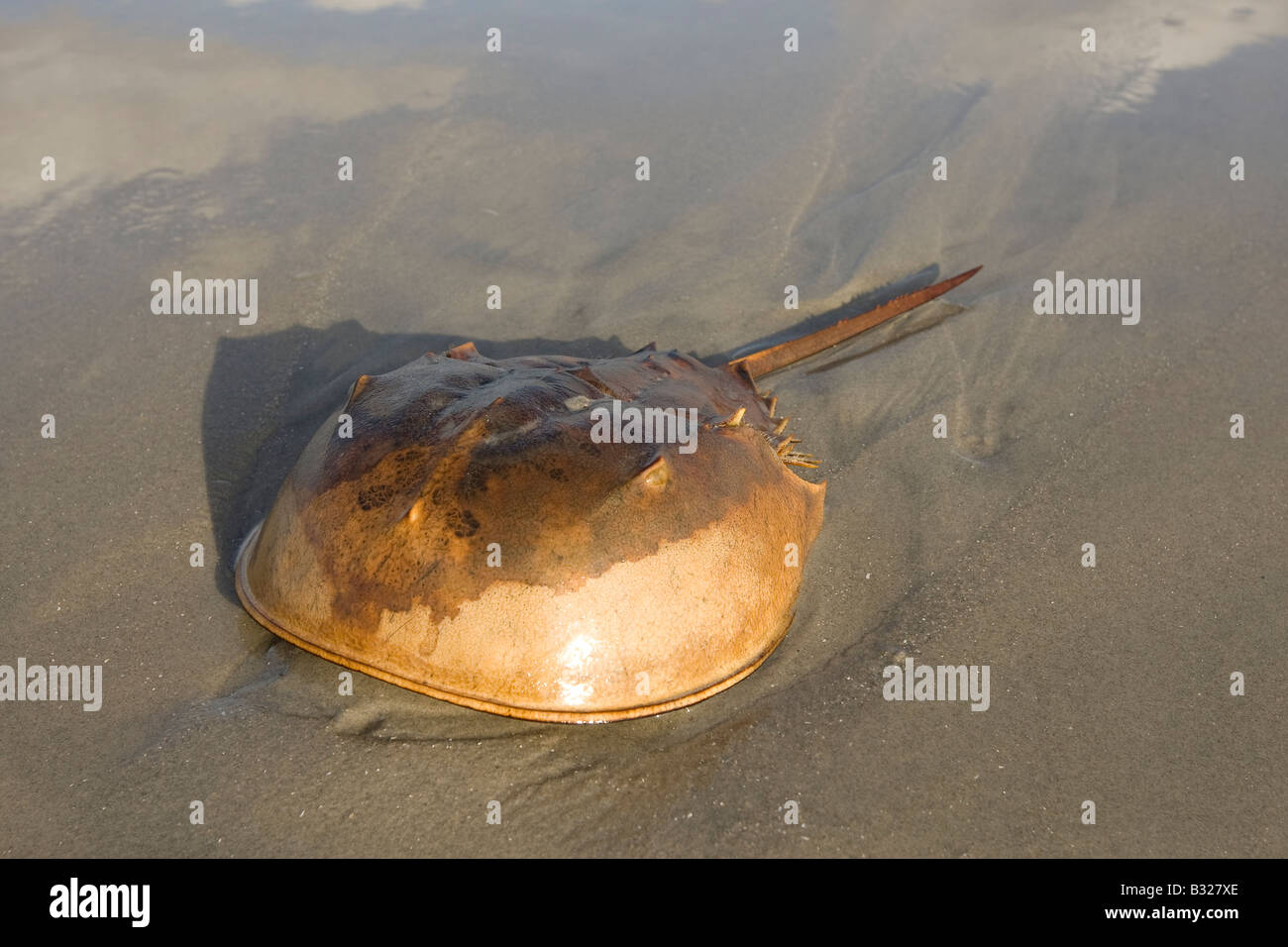 Horseshoe Crab Limulus polyphemus Stock Photo - Alamy