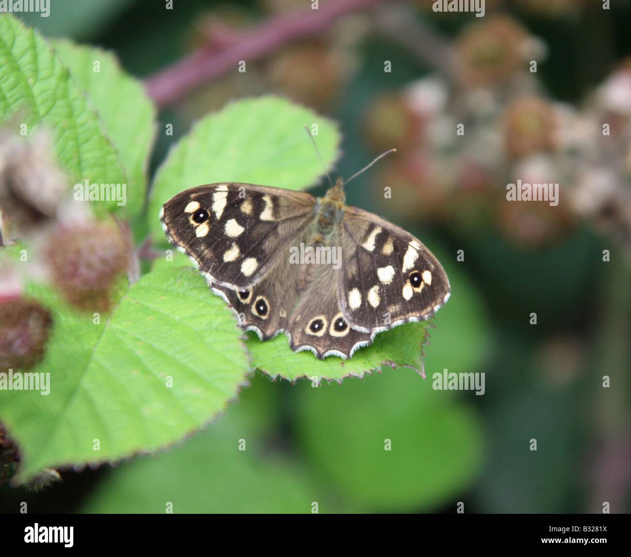 Speckled leaves hi-res stock photography and images - Alamy