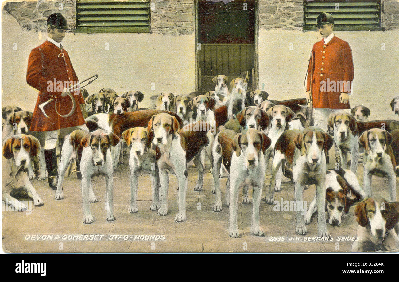 Photographic picture postcard of the Devon and Somerset Staghounds ...