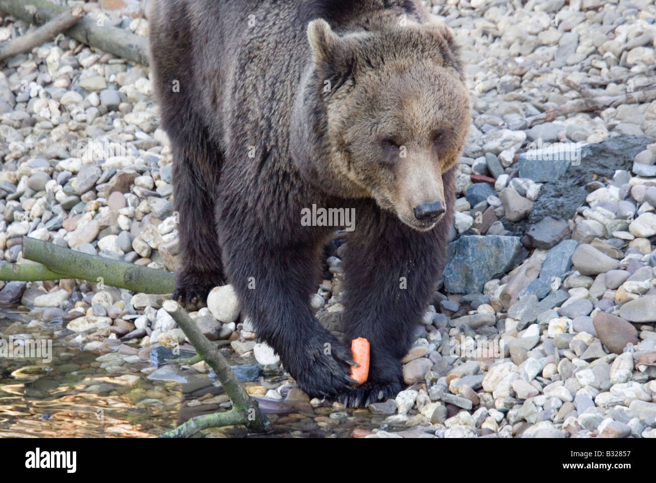 kodiak bear with a carrot Stock Photo - Alamy