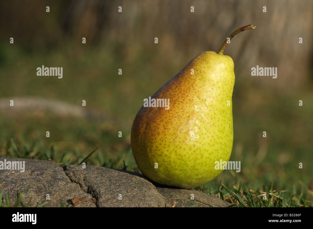 Green pear on a rock Stock Photo - Alamy