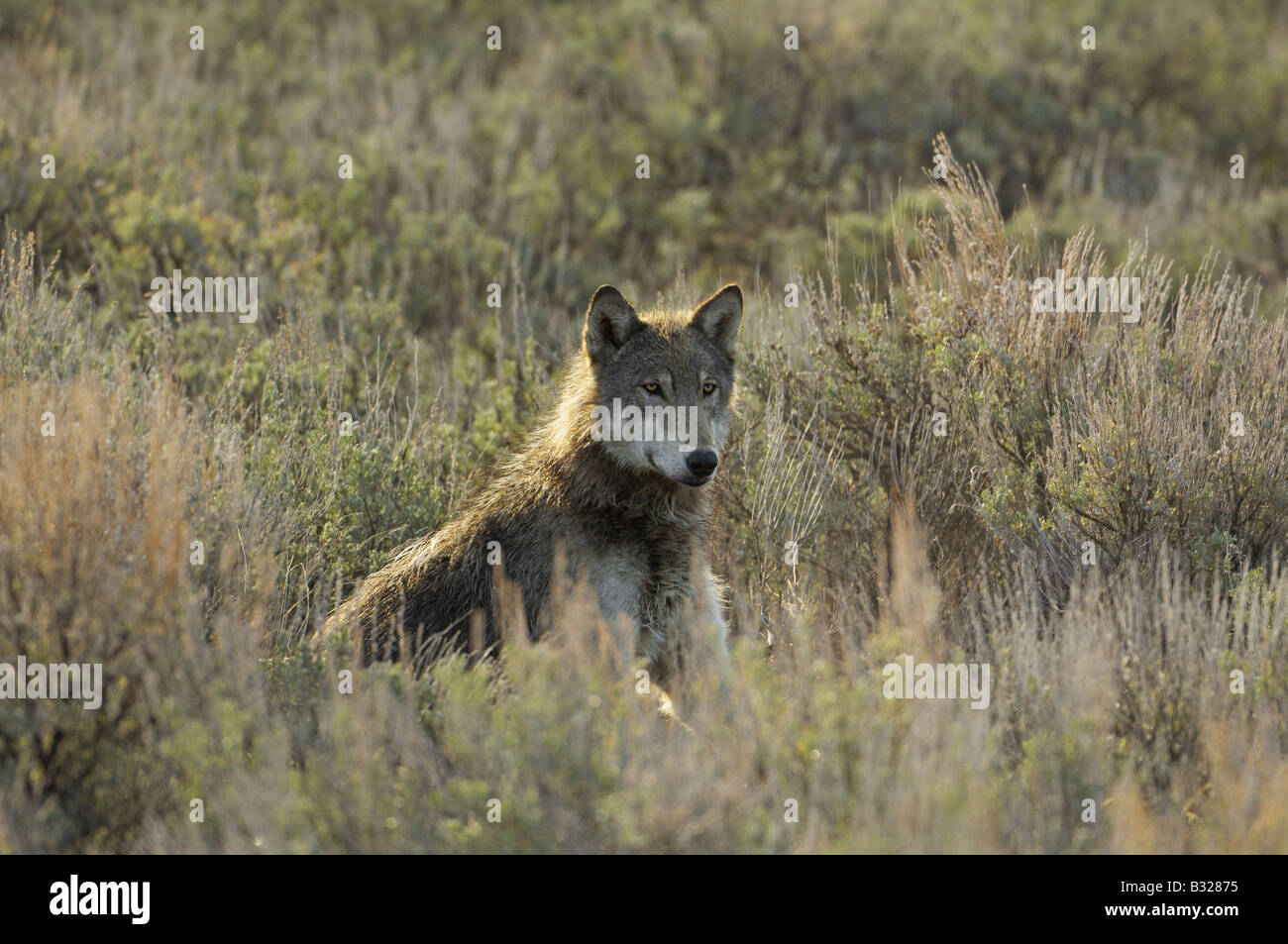 Backlit Wolf at sunrise Stock Photo - Alamy