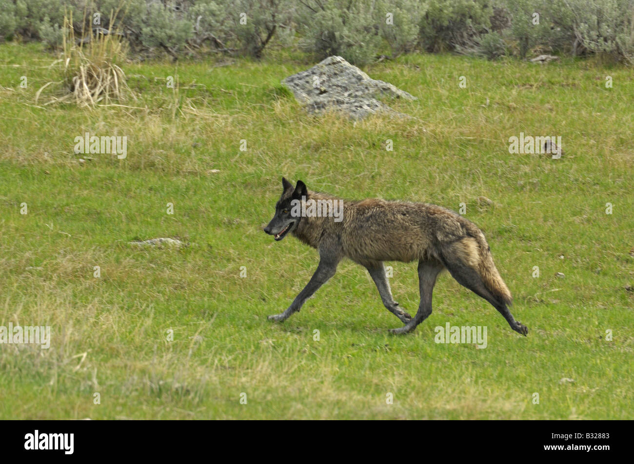 Black wolf running Stock Photo - Alamy