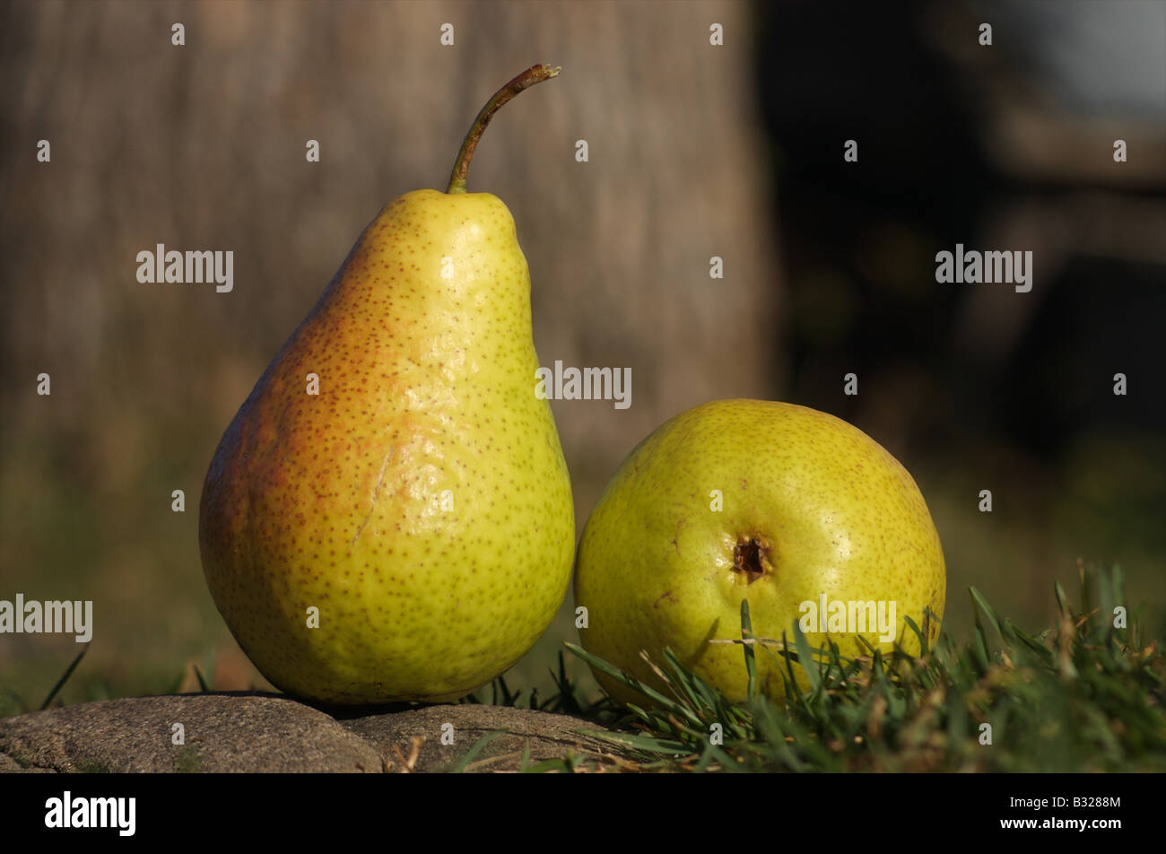 Two green pears Stock Photo - Alamy