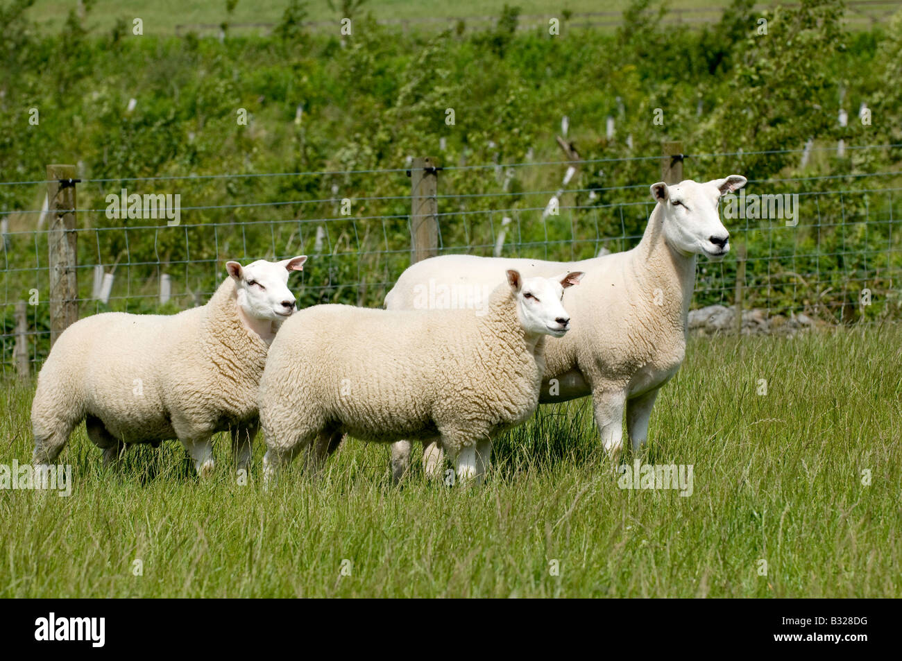 Lleyn sheep hi-res stock photography and images - Alamy