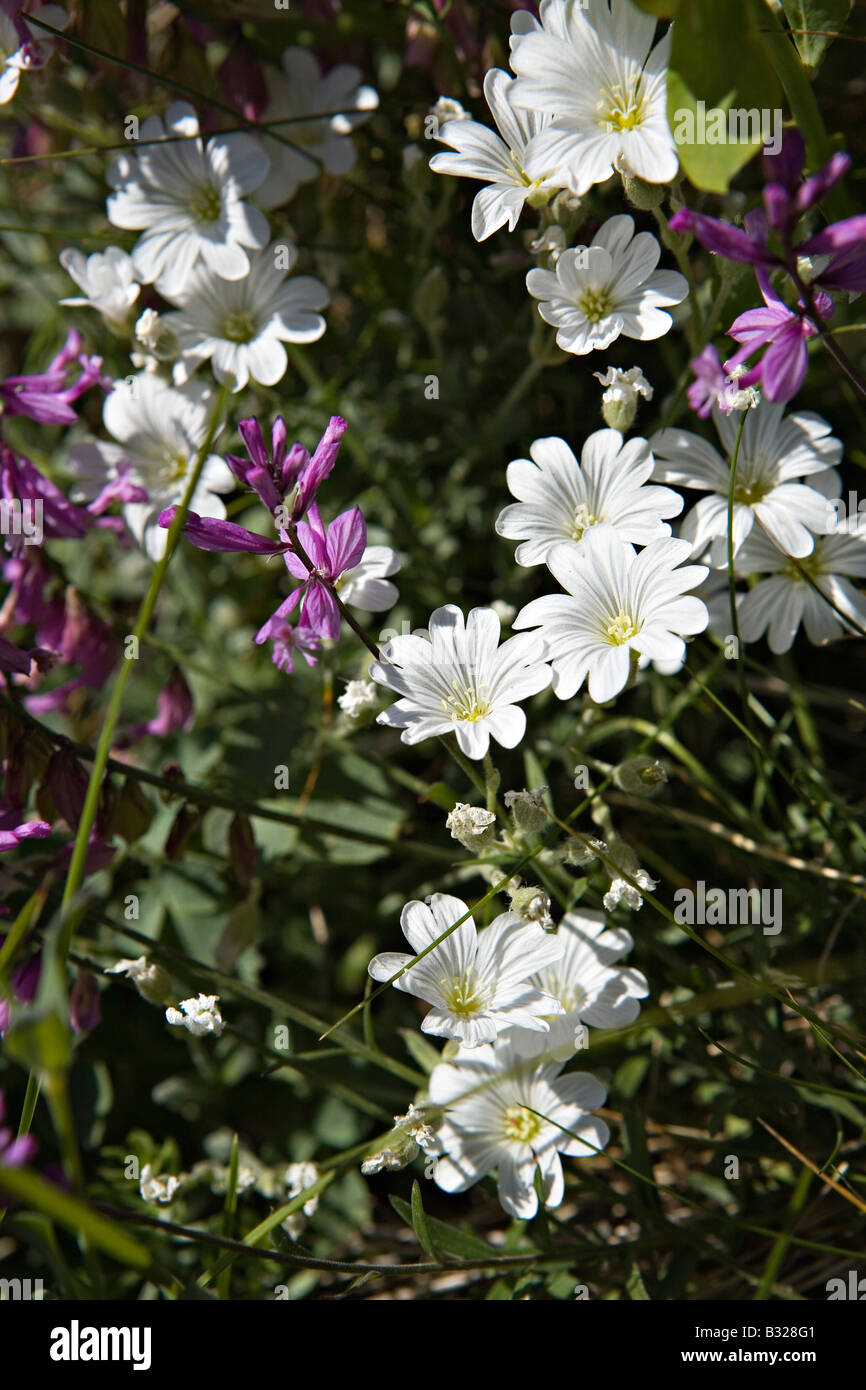Blooming flowers in World Heritage Site Pirin National Park Bulgaria ...