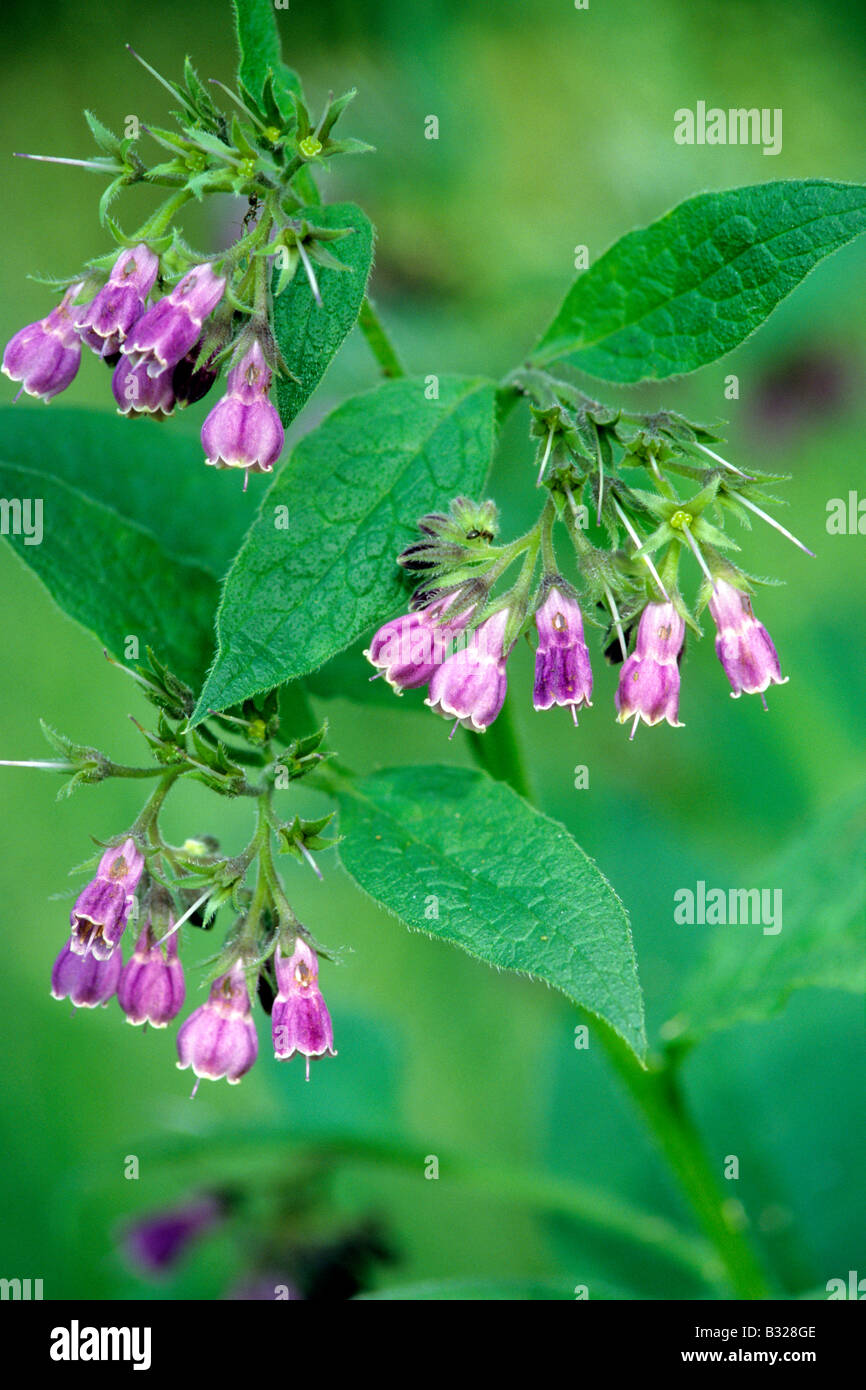 Comfrey plant hi-res stock photography and images - Alamy