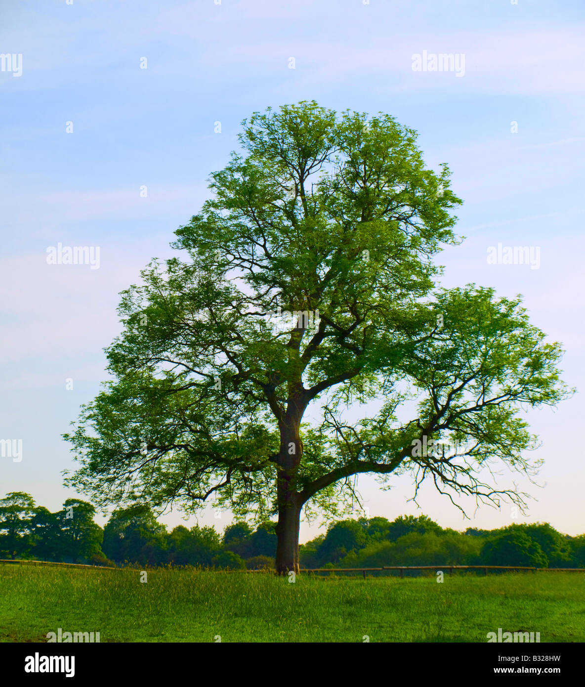Beautiful Oak Tree In Meadow High Resolution Stock Photography and ...