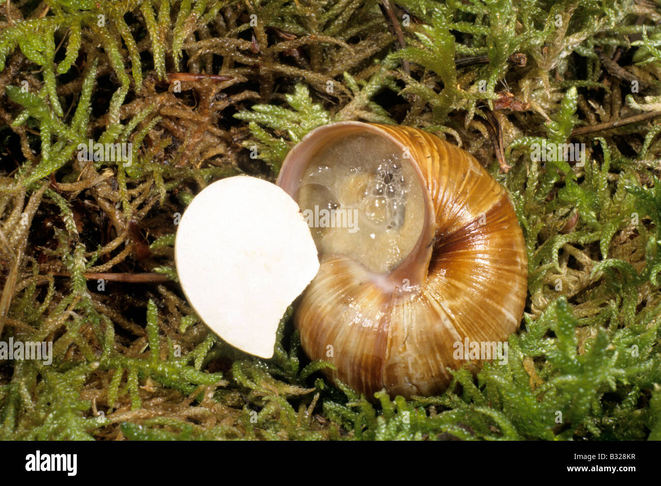 Roman Snail, Escargot Snail, Edible Snail (Helix pomatia) awaking after ...
