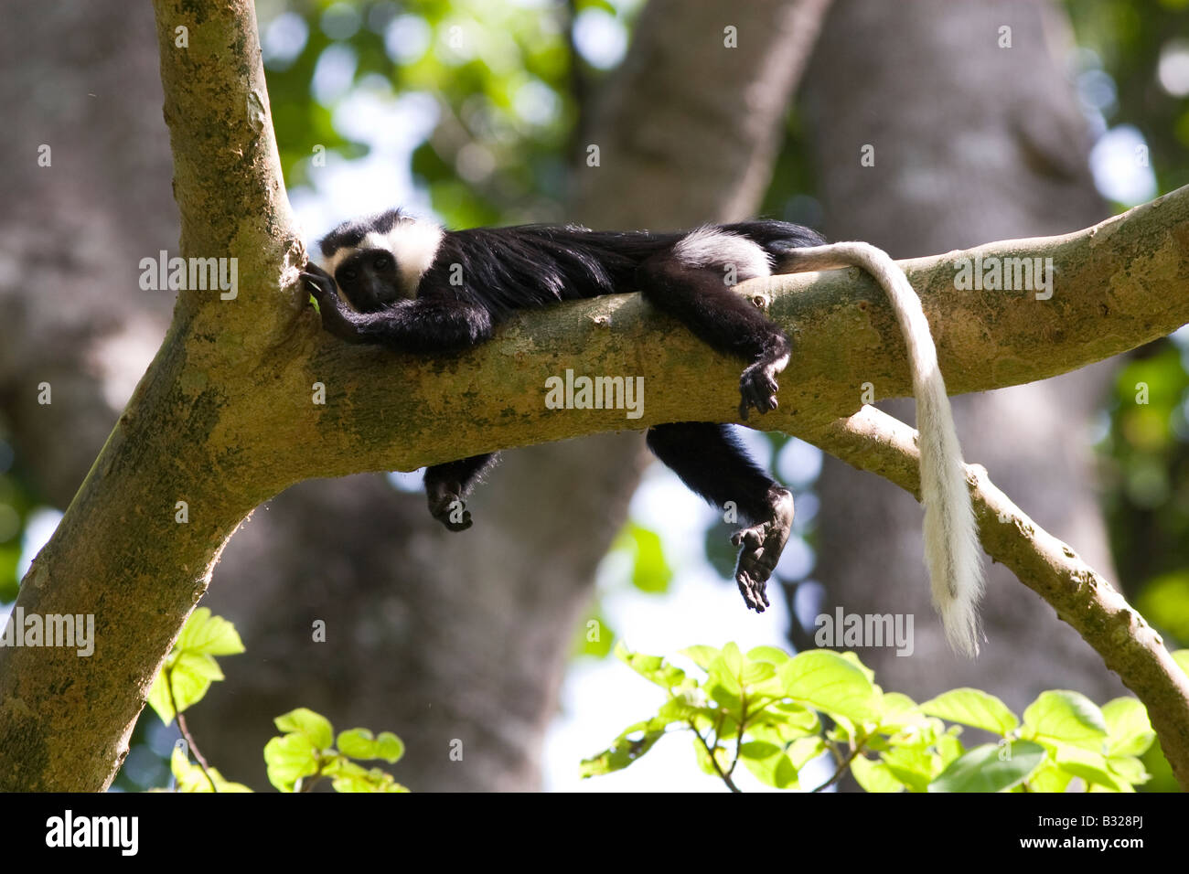 Western black and white colobus in Boabeng Fiema Monkey Sanctuary Ghana ...