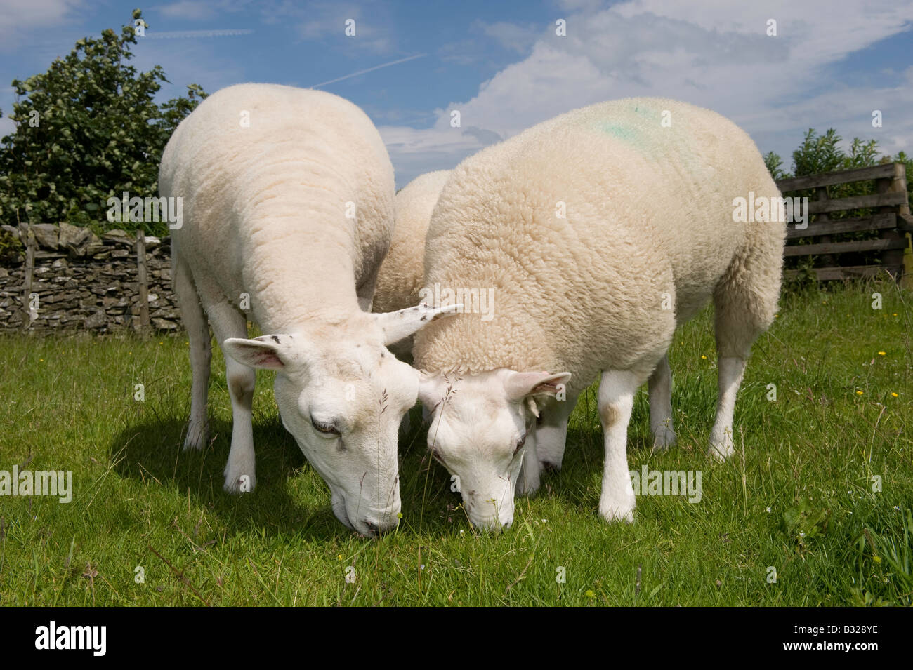 Texel lleyn sheep hi-res stock photography and images - Alamy