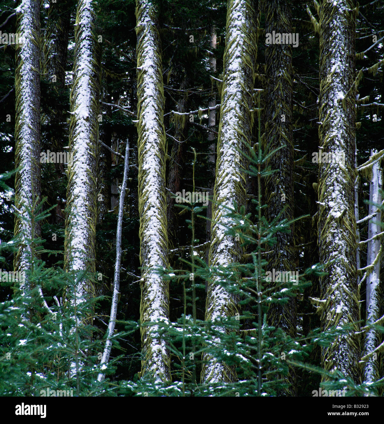Hurricane coast trees hi-res stock photography and images - Alamy
