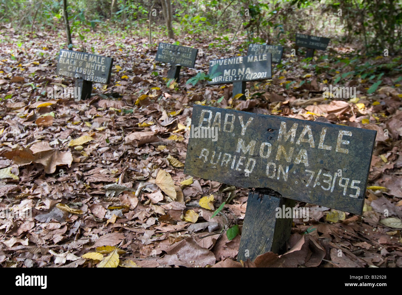 Monkey graveyard in Boabeng Fiema Monkey Sanctuary Ghana Stock Photo ...