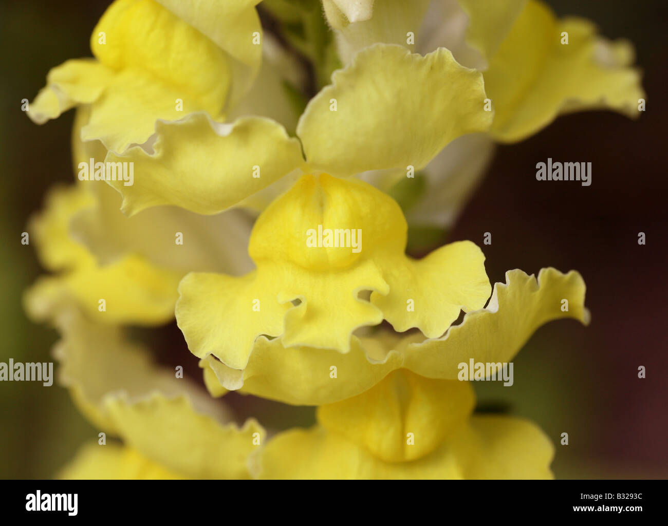 close up of a Snapdragon (Antirrhinum) flower Stock Photo - Alamy