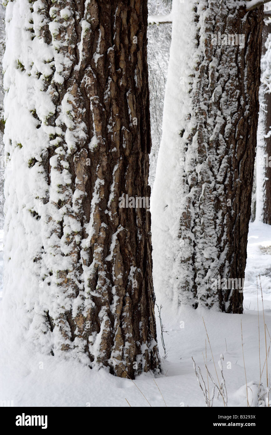 An overnight snowstorm and wind blows fresh powder against these ...