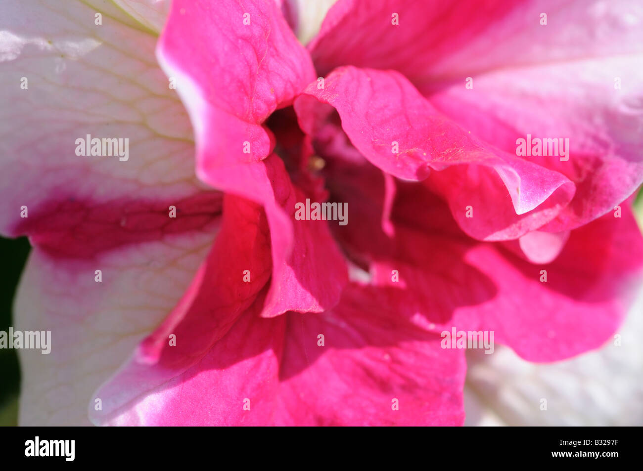 Surfinia hi-res stock photography and images - Alamy