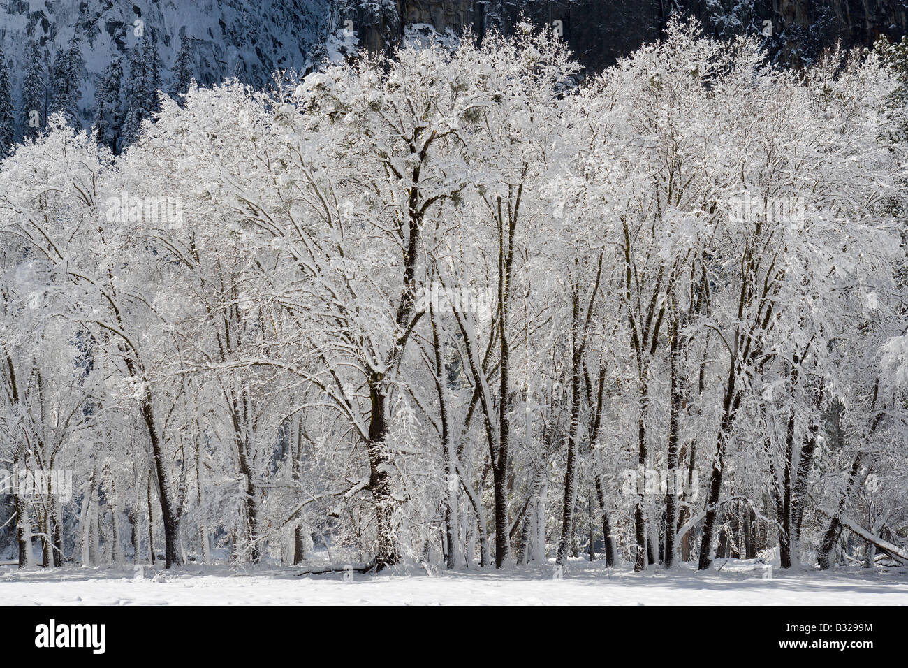 Morning sun in Yosemite Valley reveals snow covered trees from an ...