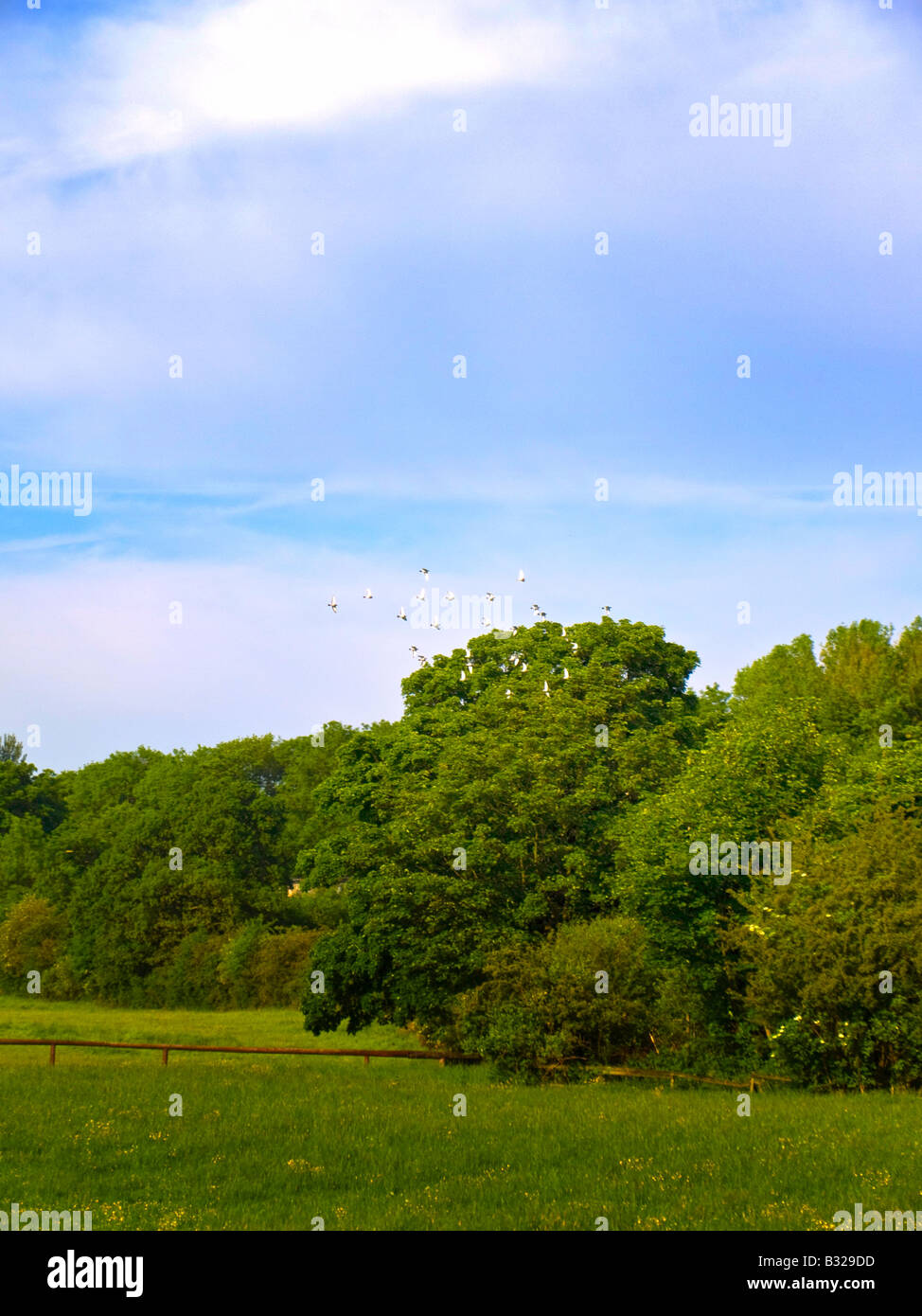 British Countryside Field With Trees and Blue Sky Stock Photo - Alamy