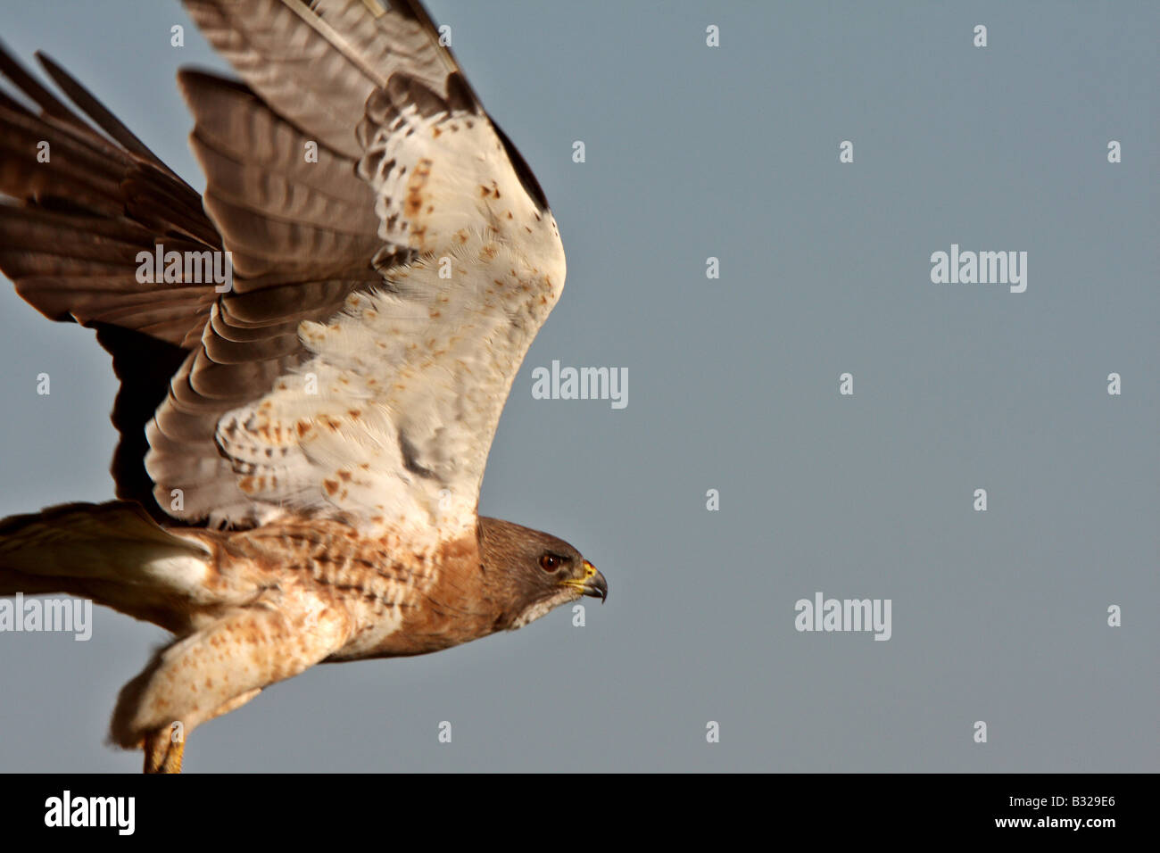 Swainson s Hawk taking flight in Saskatchewan Stock Photo - Alamy