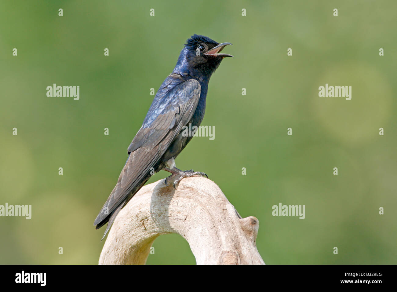 Purple martin hi-res stock photography and images - Alamy