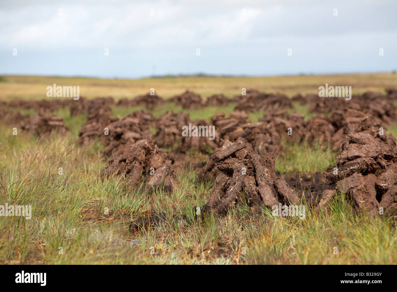 peat turf fuel already cut piled up in stacks air drying on the wet bog ...