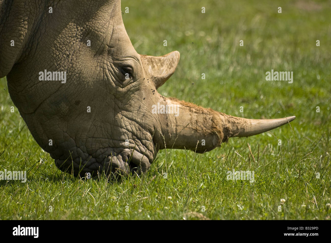 Rhino head hi-res stock photography and images - Alamy