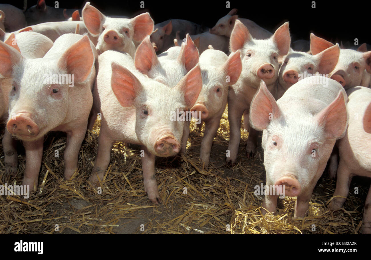 Hybrid pigs hi-res stock photography and images - Alamy