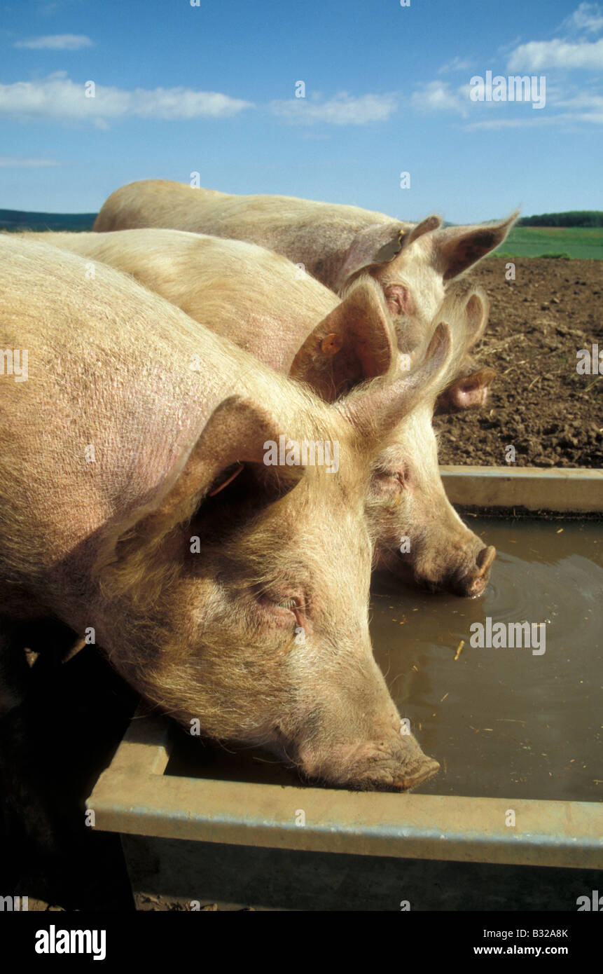 pair of hybrid pigs drinking from water trough Stock Photo - Alamy
