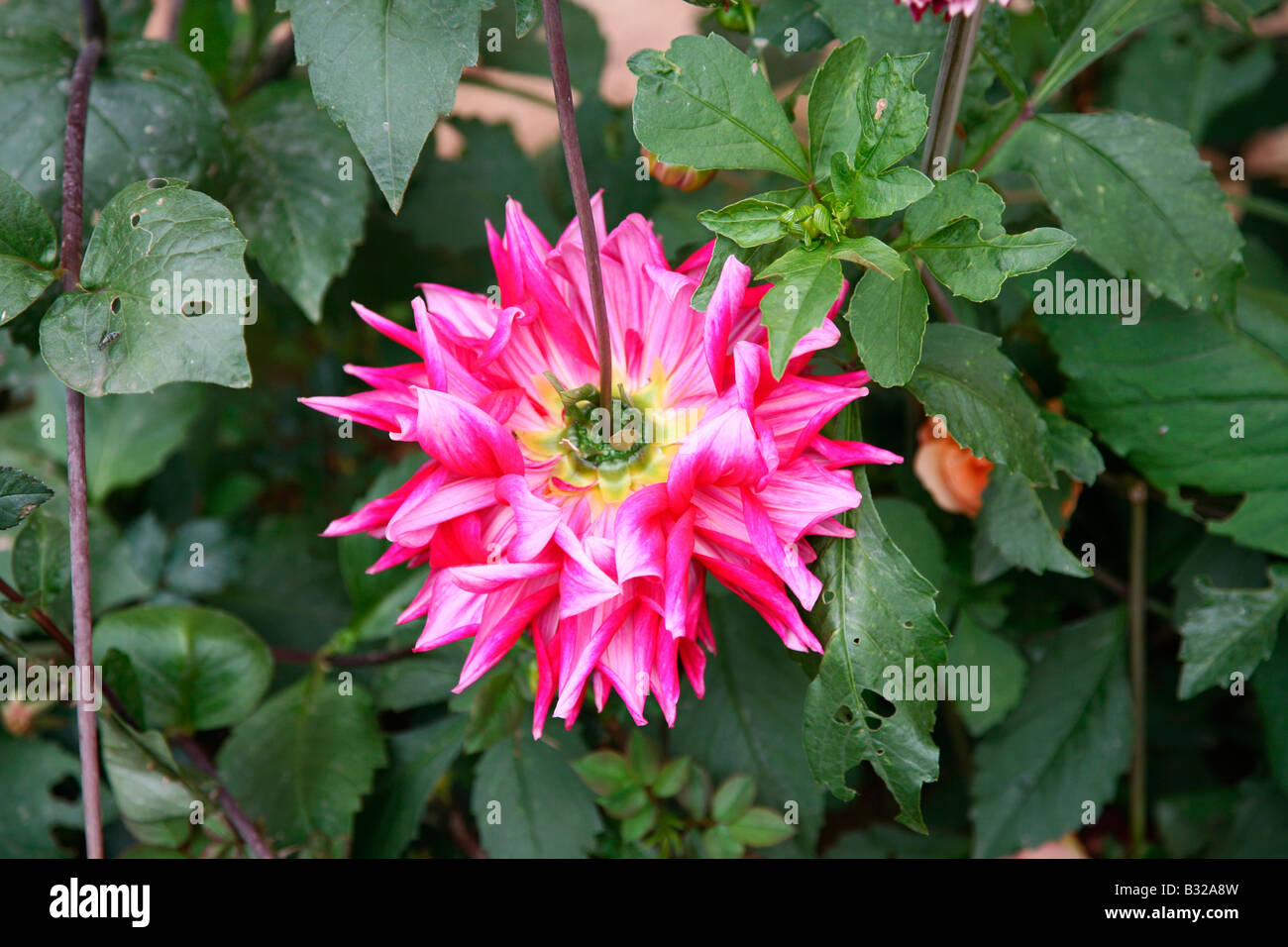 Asteraceae dalia hi-res stock photography and images - Alamy