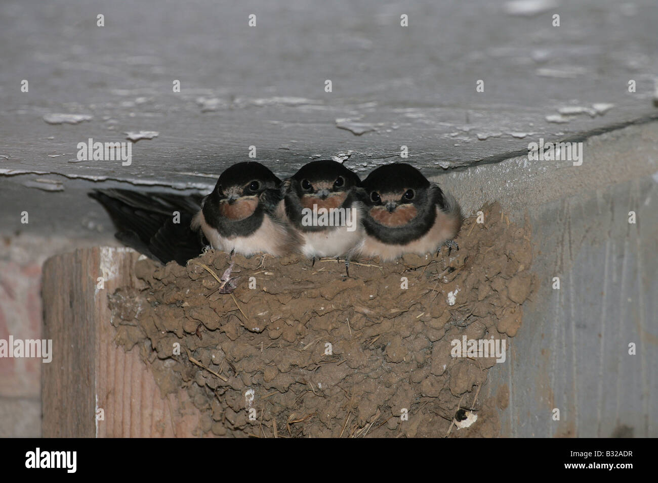 Swallow Hirundo rustica chicks in a nest Stock Photo - Alamy