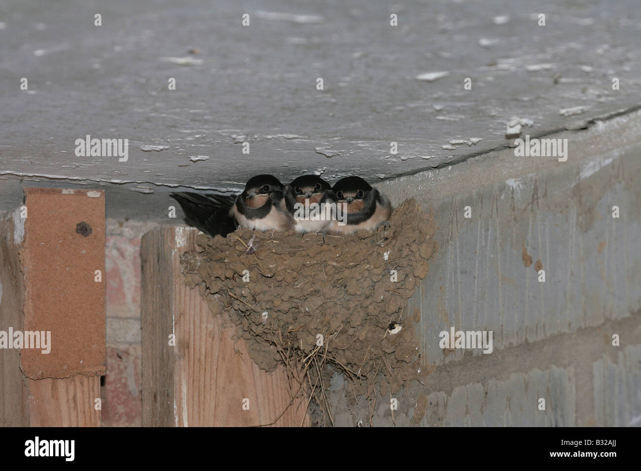 Swallow Hirundo rustica chicks in a nest Stock Photo - Alamy