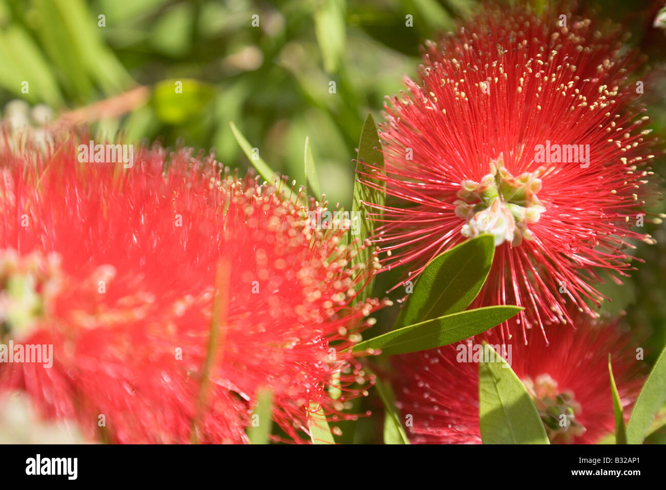 Bottle brush flower Stock Photo - Alamy