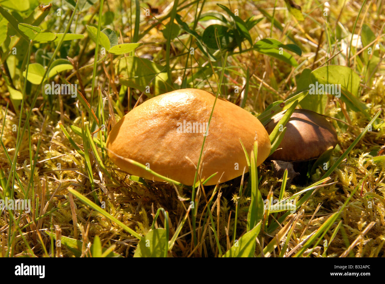 slippery jack in the forest Stock Photo - Alamy