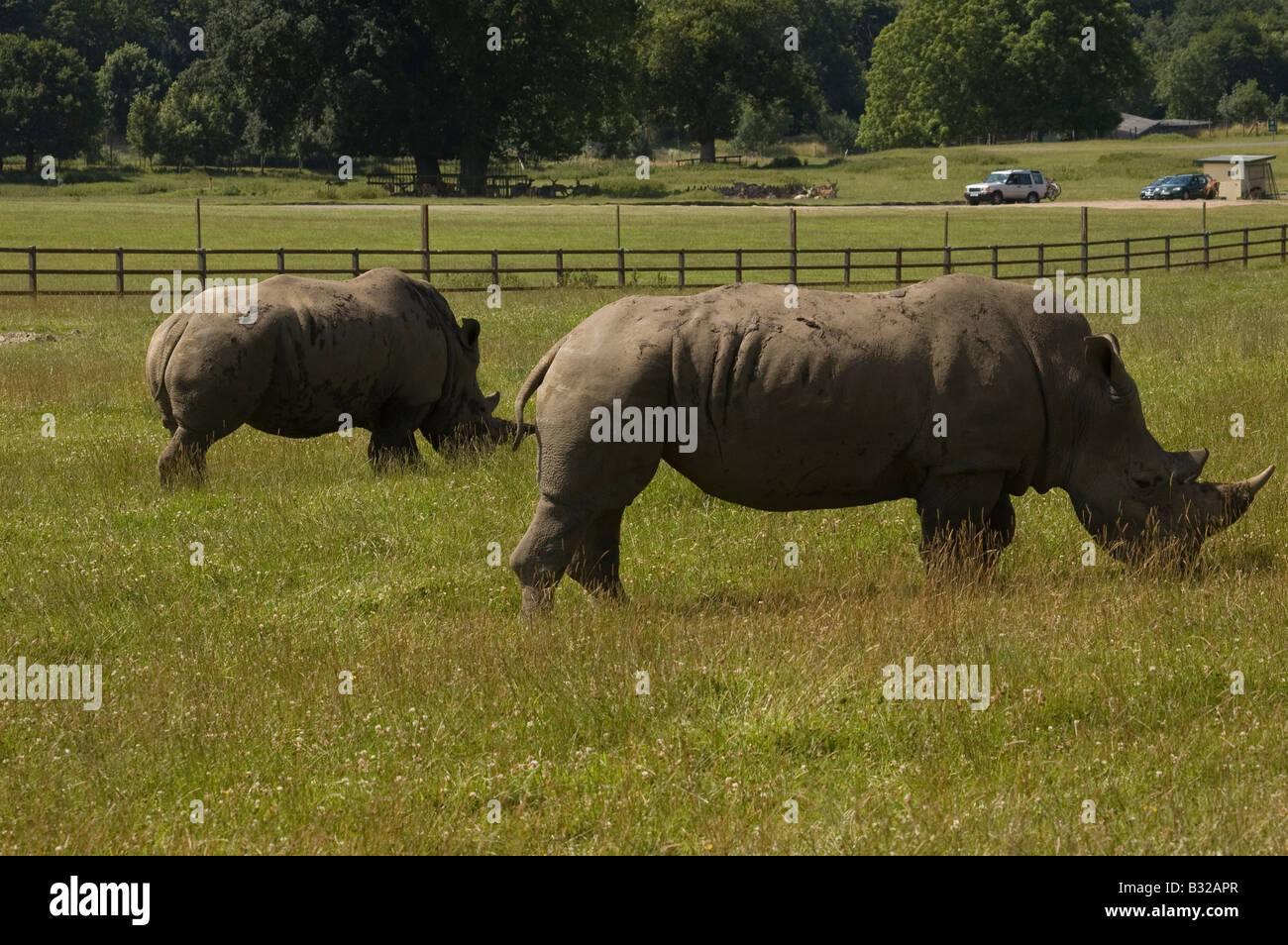 Rhinos eating hi-res stock photography and images - Alamy